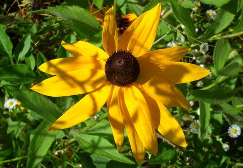 Обои на рабочий стол Желтая циния на размытом фоне, by Teodor, обои для ...