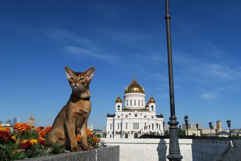 Обои на рабочий стол Кошка абессинской породы лежит на комоде, by Dmitry Tsapenko, обои для ...