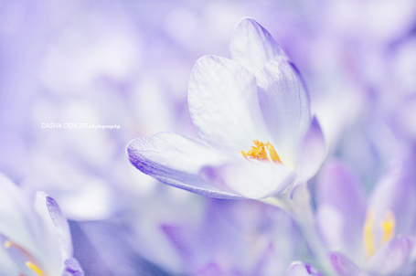 Фото Оранжевый крокус в ледяной крошке