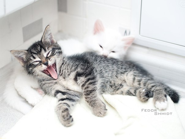 Фото Два котенка лежат у стены, один из них зевает, фотограф Fedor ...