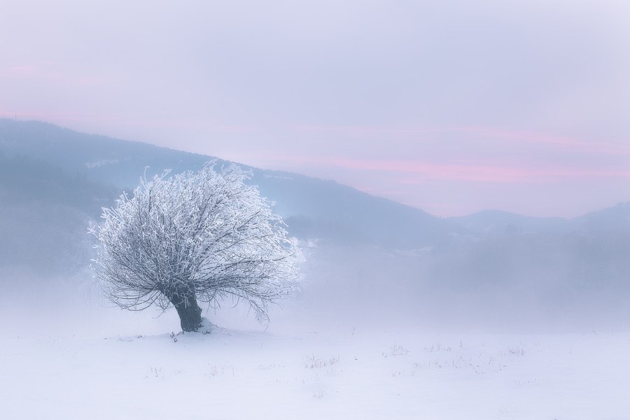 Фото Заснеженное дерево в тумане на фоне гор, by Dino Marsango