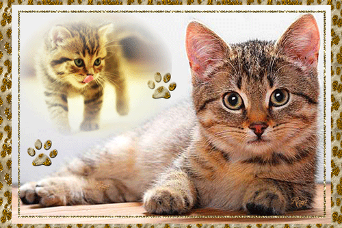 Chat (Cat, gato) gif animation